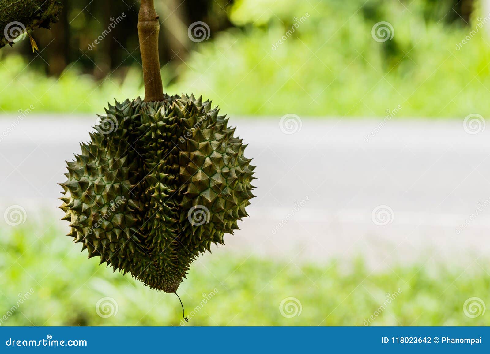 Durian Tree in the Farm Fruit. Stock Photo - Image of green, durian ...