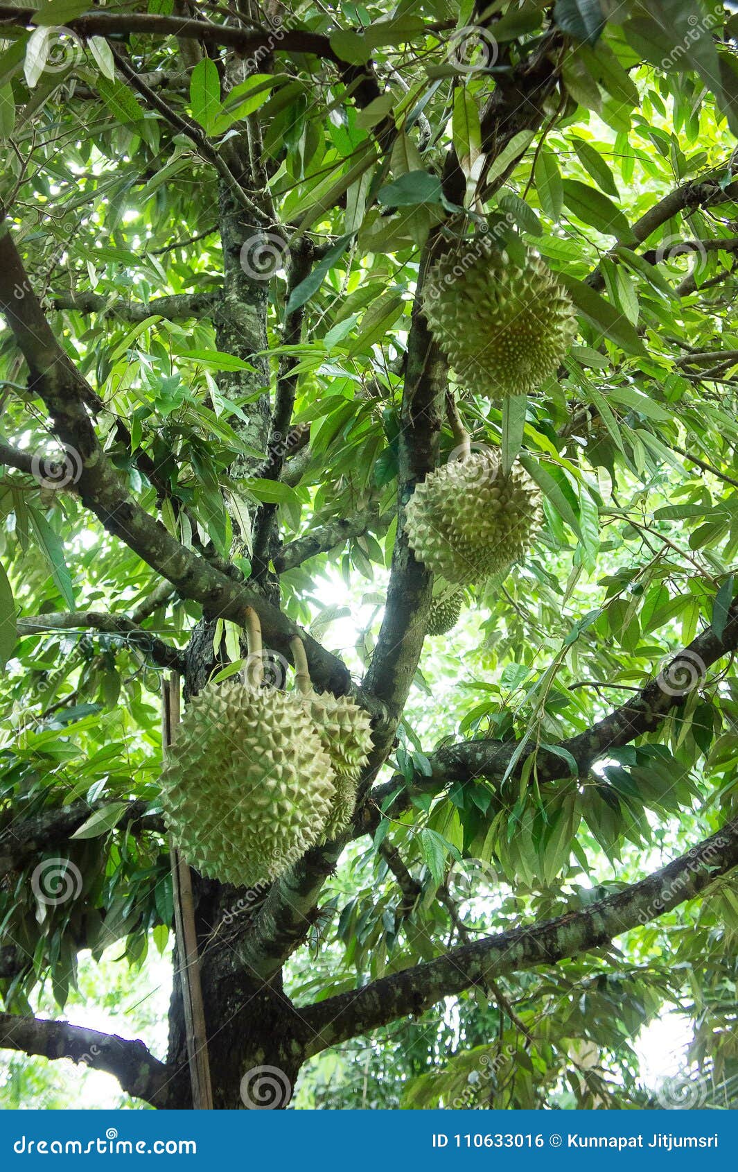 Durian Tree in the Farm Fruit Stock Photo - Image of life, growth ...