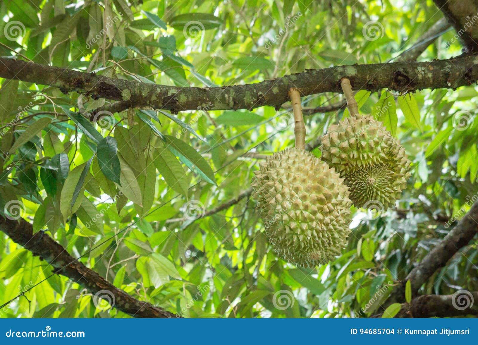 Durian Tree in the Farm Fruit Stock Photo - Image of fruit, nature ...