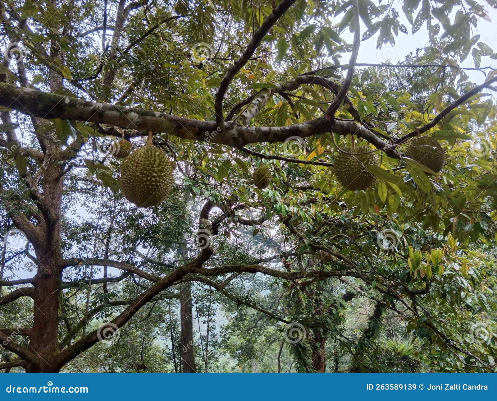 Durian Tree Forest of West Sumatra Stock Image - Image of leaf, sumatra ...