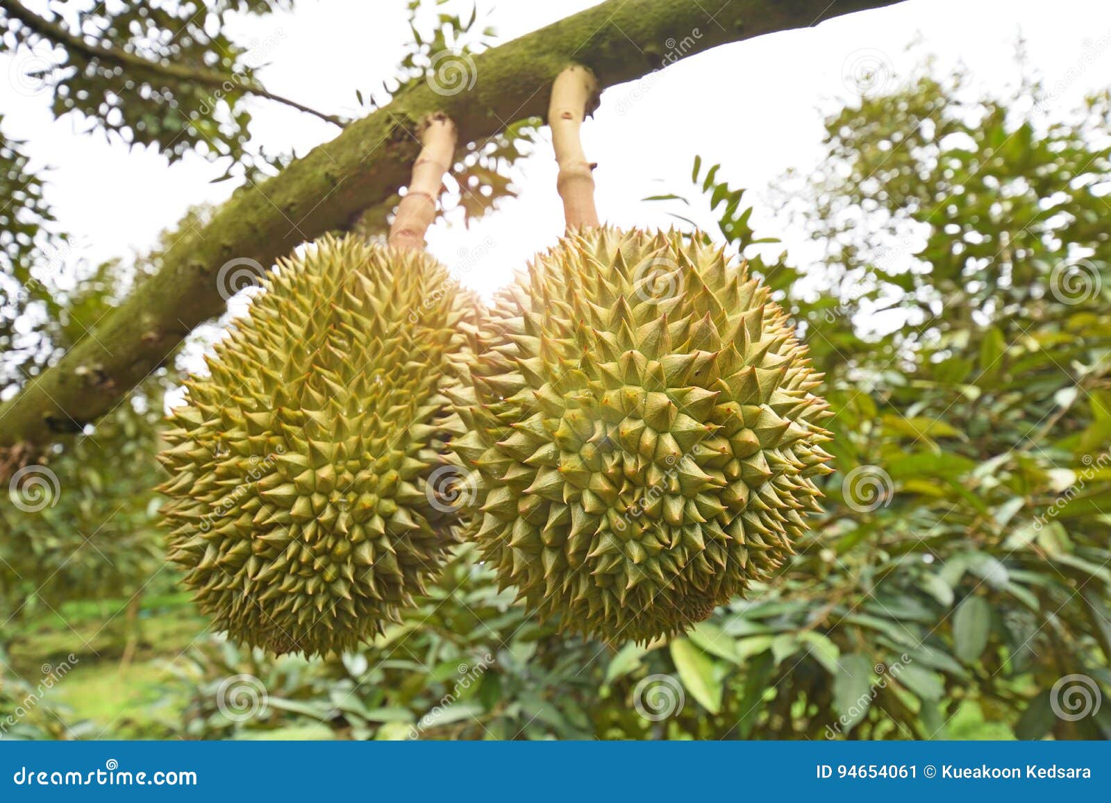 Durian Tree, Fresh Durian Fruit on Tree Stock Image - Image of green ...