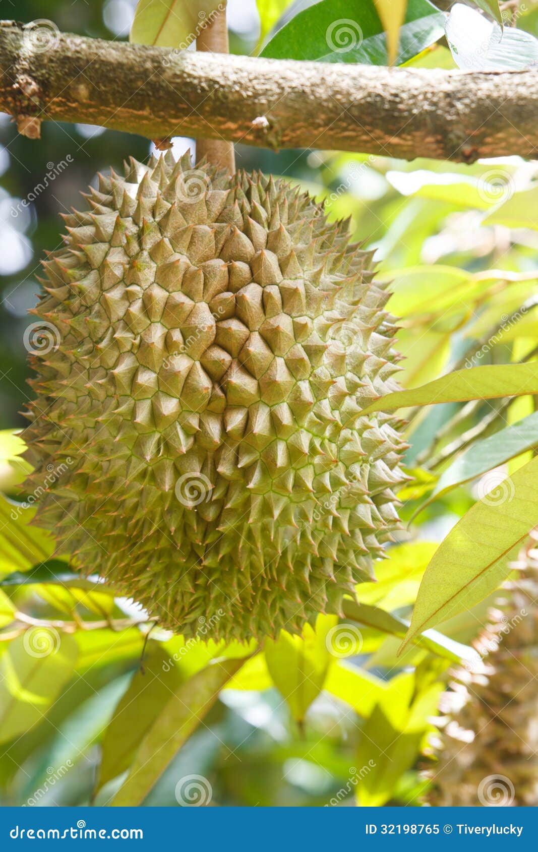 Durian on tree stock image. Image of fresh, exotic, dessert - 32198765