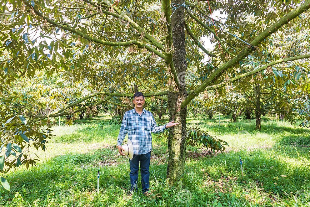 The Durian Tree is Full of Small Fruit in the Durian Orchard Stock ...