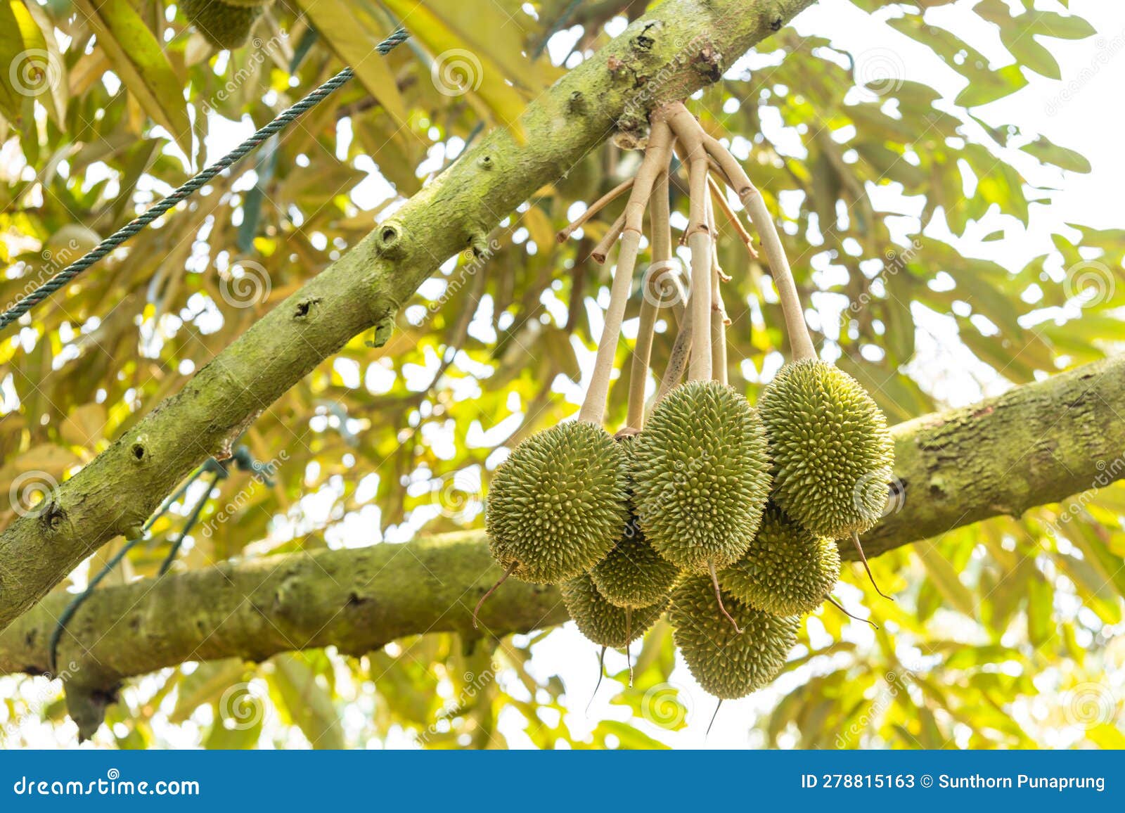 The Durian Tree is Full of Small Fruit in the Durian Orchard Stock ...