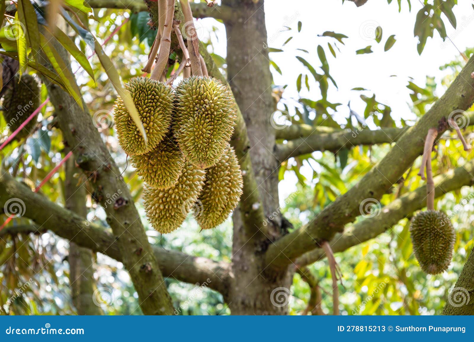 Durian Tree is Full of Small Fruit in the Durian Orchard Stock Image ...
