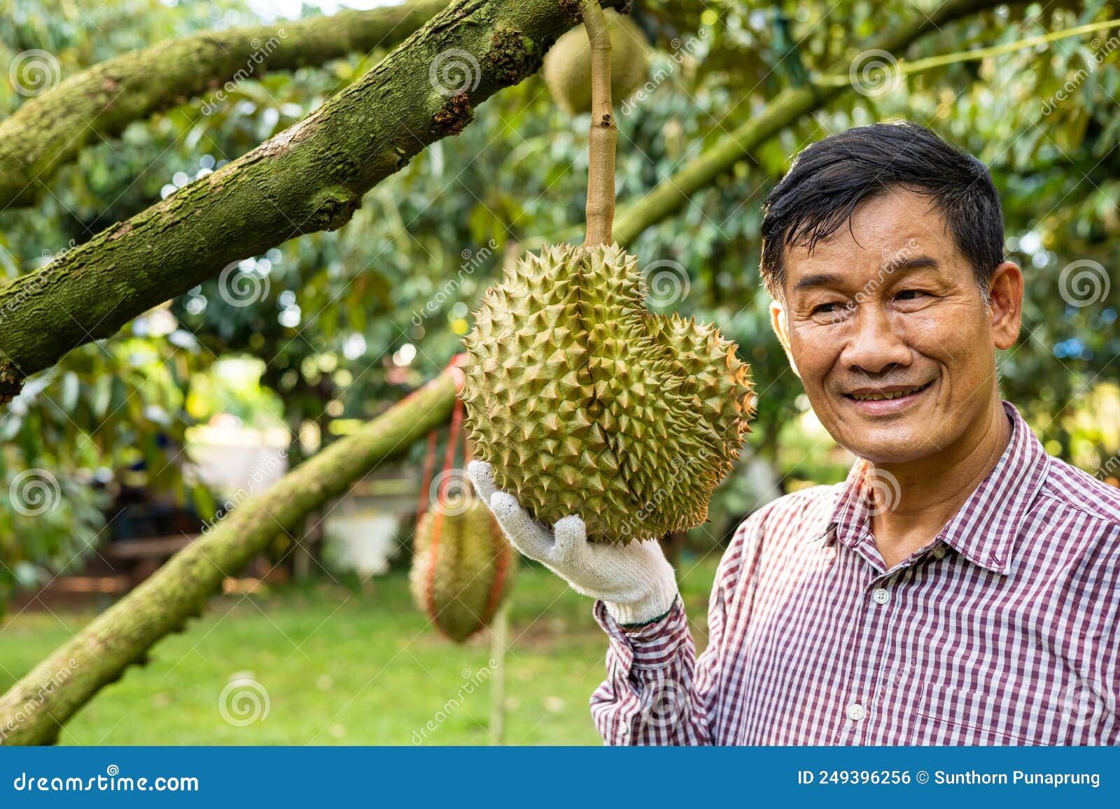Durian on the Tree in the Garden, Durian Farmer Stock Photo - Image of ...