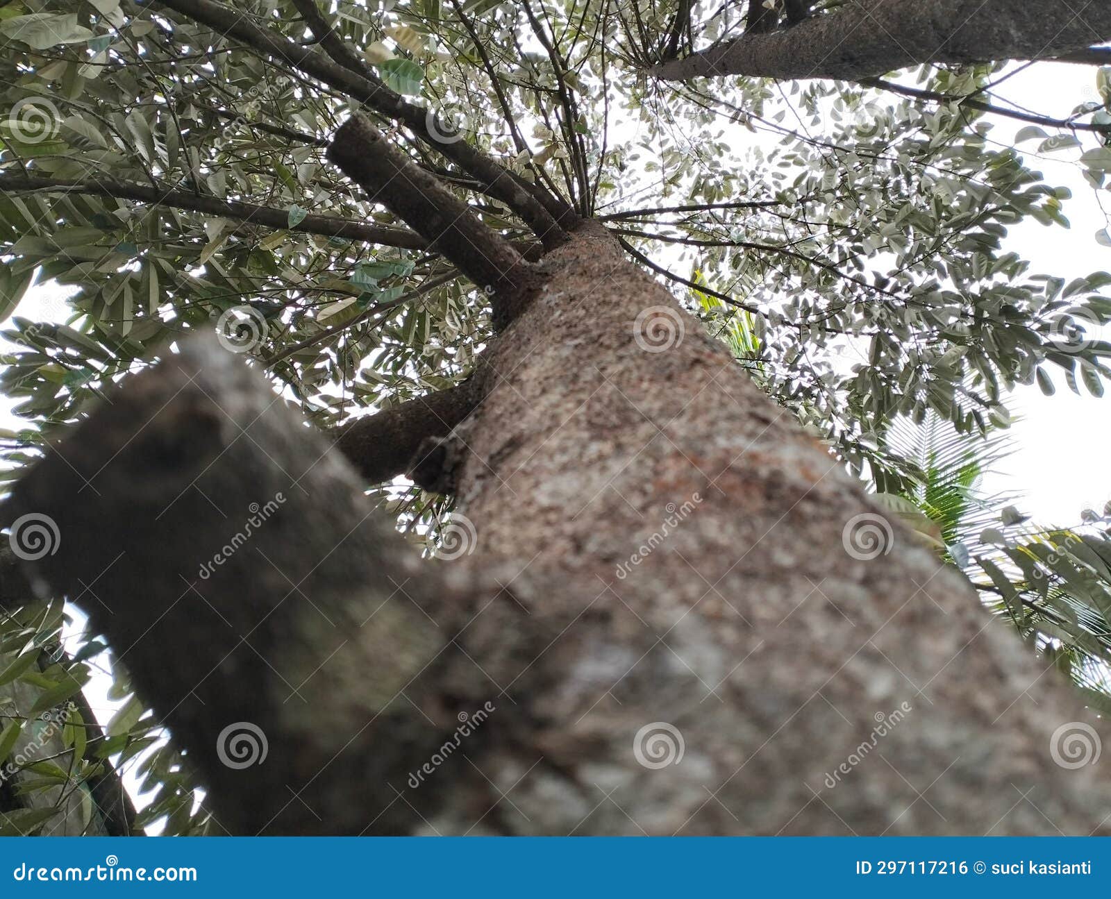 Durian tree grow up stock photo. Image of durian, grow - 297117216