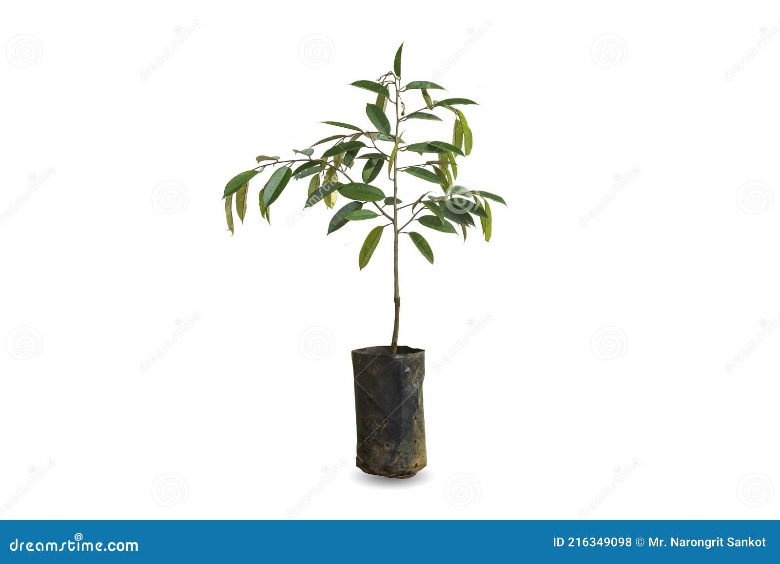 Durian tree stock photo. Image of botanical, seedling - 216349098