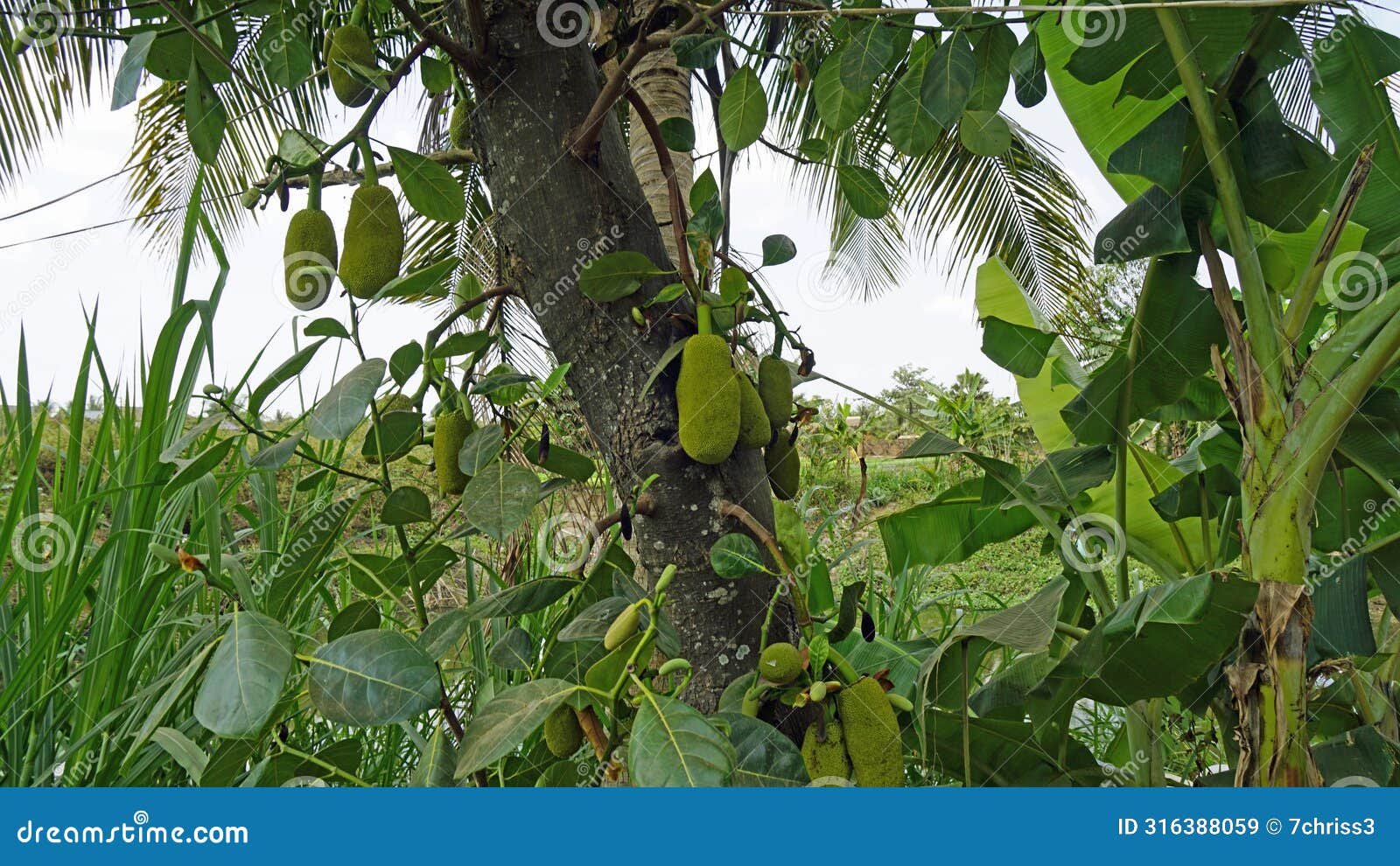 Durian Tree in Kampot in Cambodia Stock Image - Image of cambodia ...