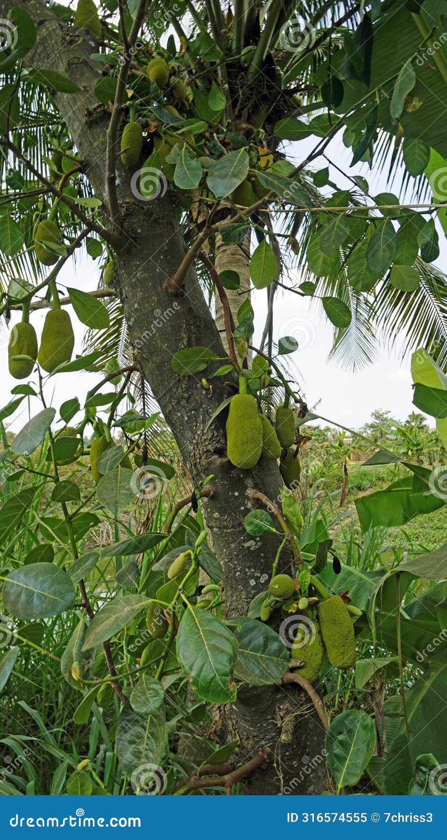 Durian Tree in Kampot in Cambodia Stock Image - Image of tree, nature ...
