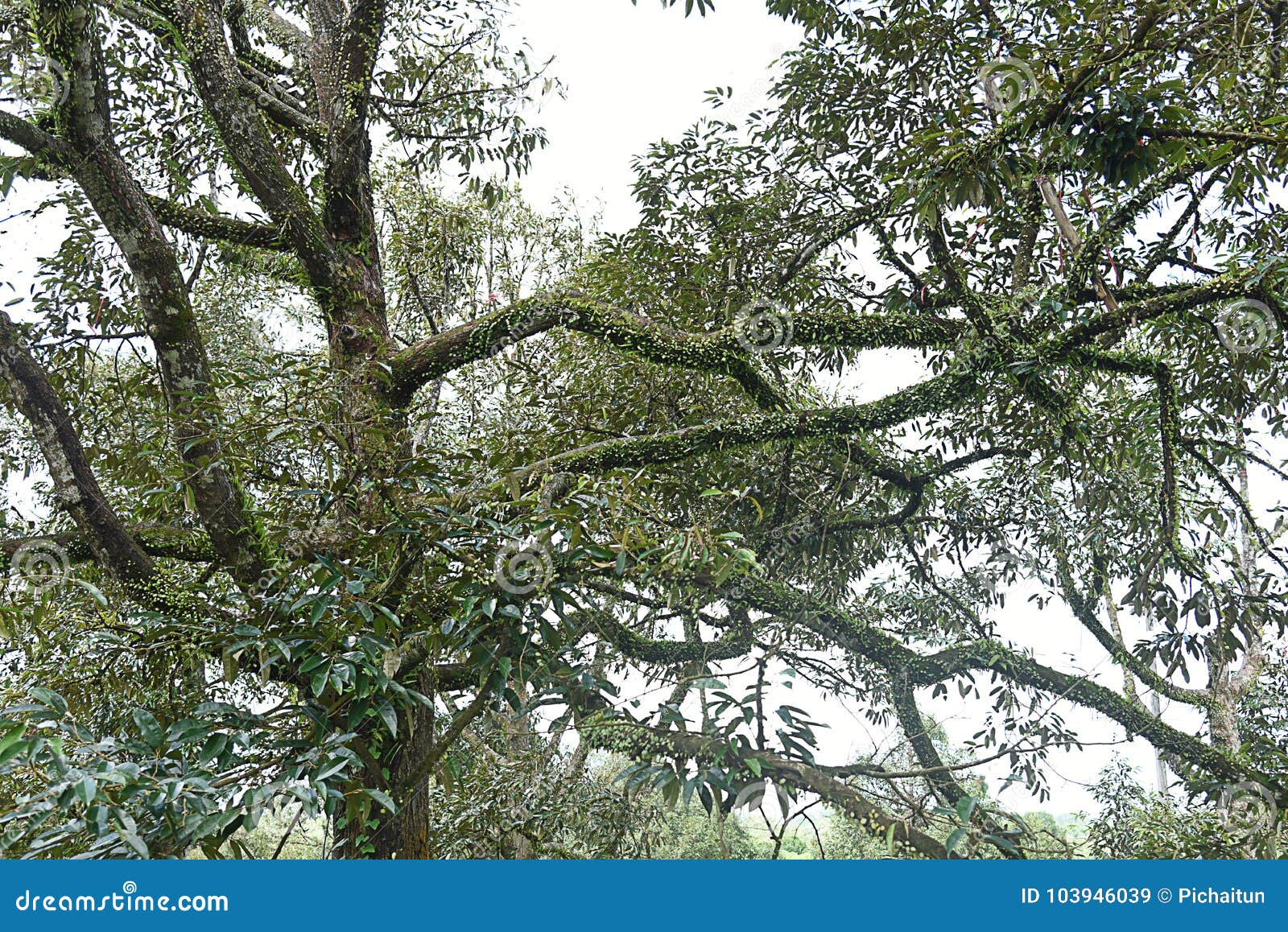 Durian tree stock image. Image of peeling, fruit, evergreen - 103946039