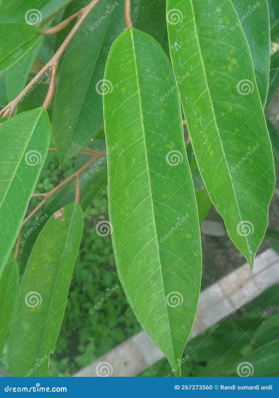 Durian Tree Leaves with Dark Green Color Stock Photo - Image of tree ...