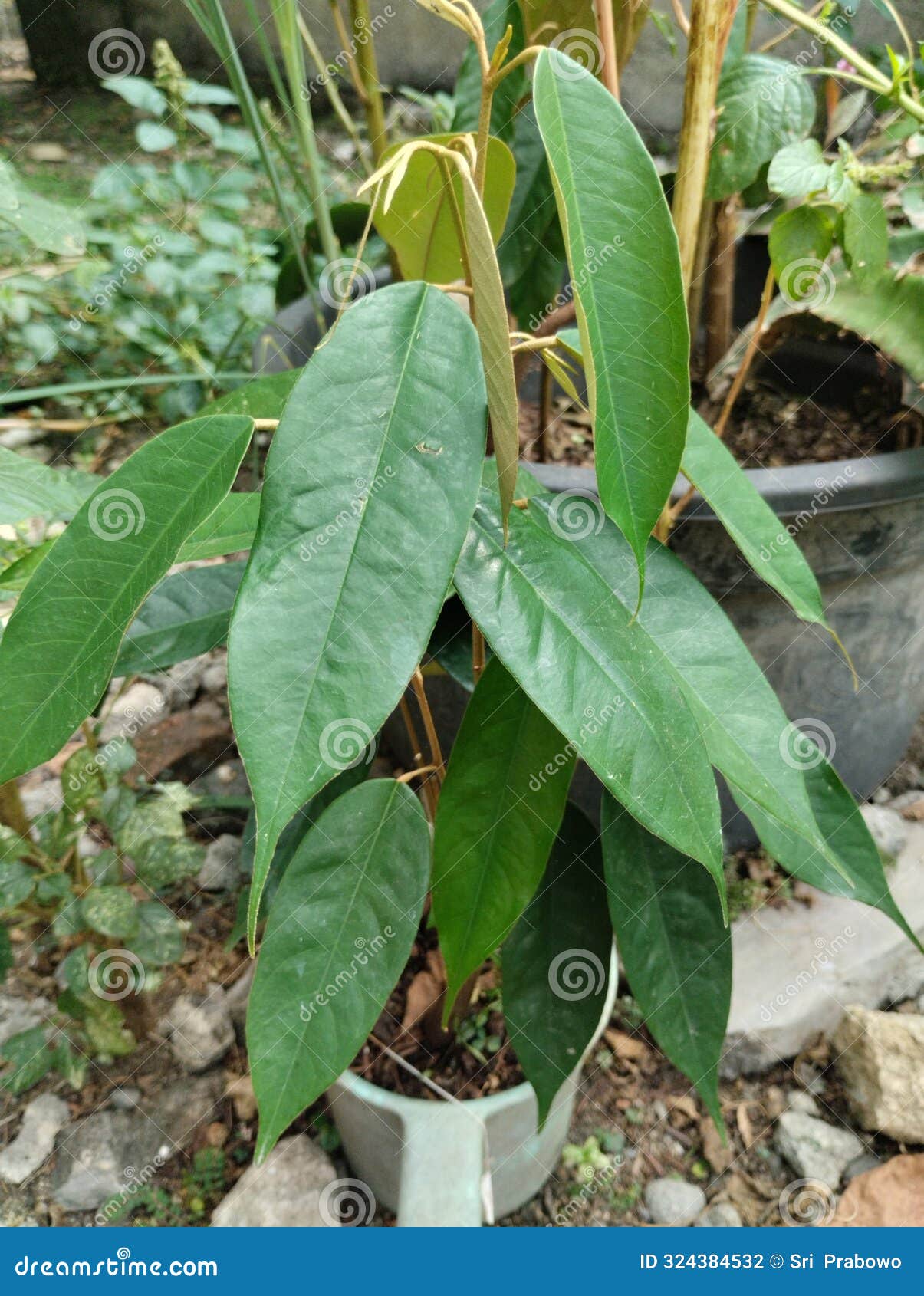 A durian tree seedling stock photo. Image of planted - 324384532
