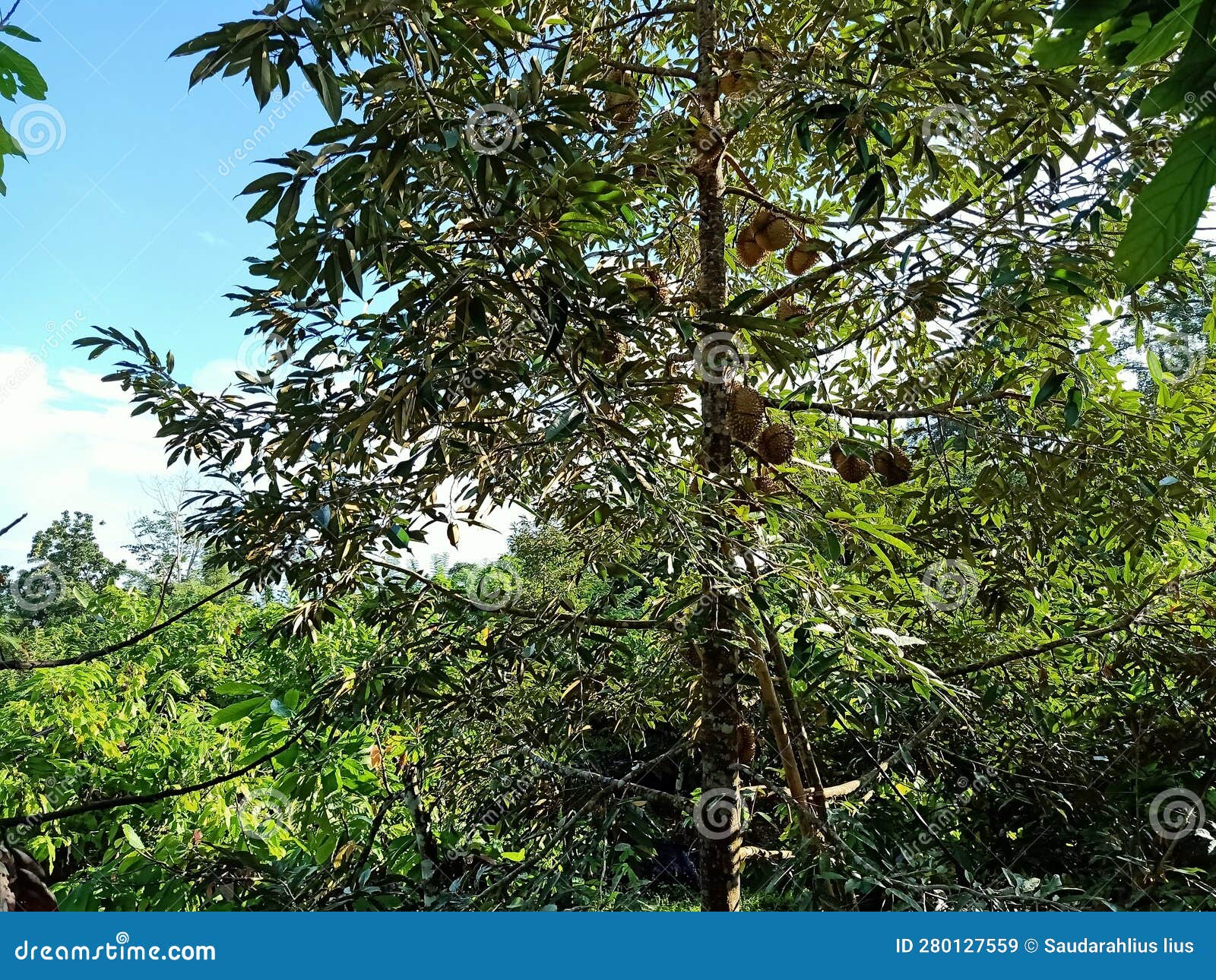 The Durian Tree is a Succulent Durian Stock Image - Image of forest ...