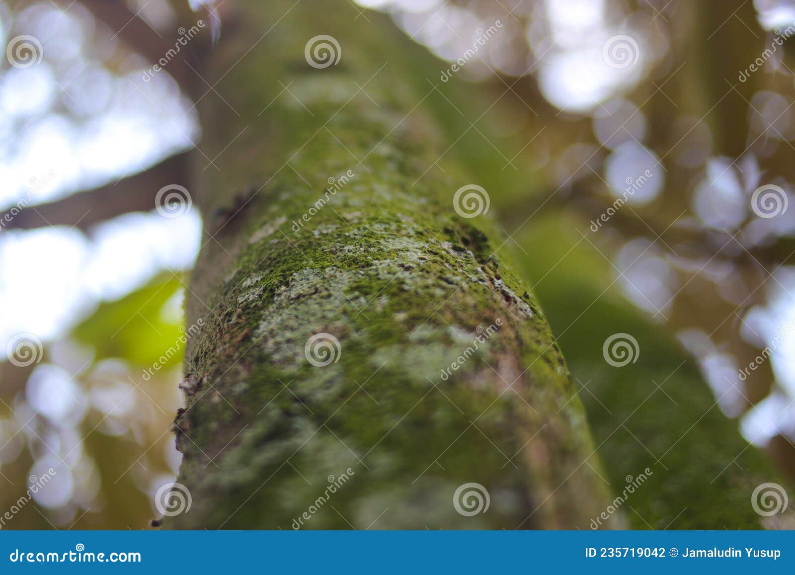 Durian Tree Trunk in the Fields Stock Photo - Image of environment ...