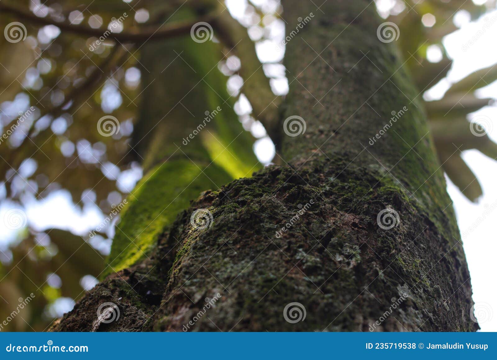 Look Up View of Big Tree Trunk in the Fields Stock Photo - Image of ...