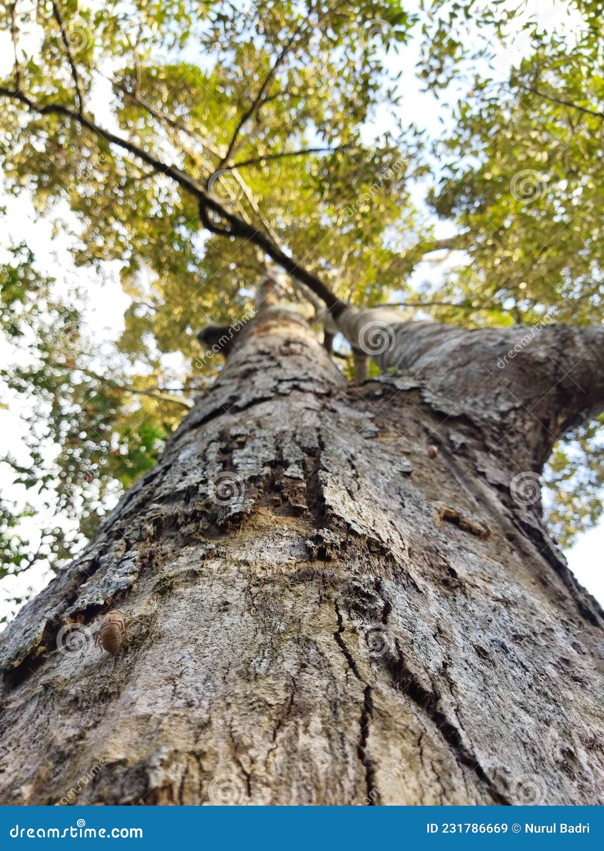 Durian Tree Trunk that Grows Hundreds of Years Stock Image - Image of ...