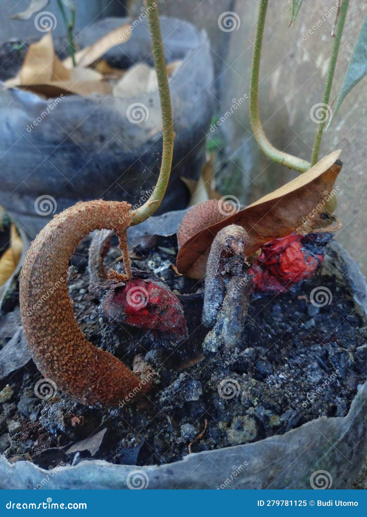 Durian Tree Trunk that Has Just Grown from the Seed Stock Image - Image ...