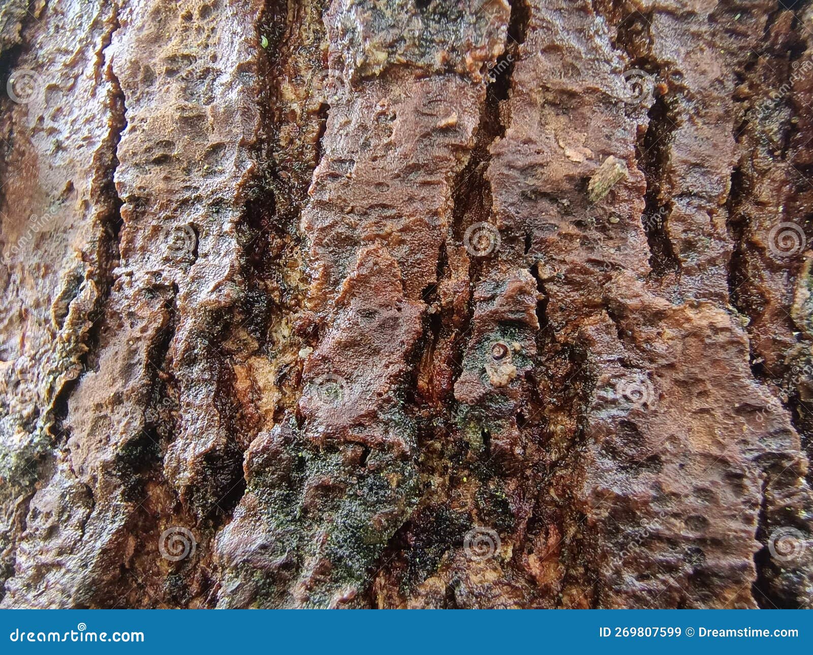 Durian tree Trunk stock image. Image of nature, wildlife - 269807599