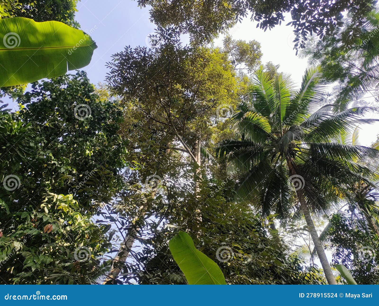 Durian Trees and Coconut Trees Stock Photo - Image of trees, coconut ...