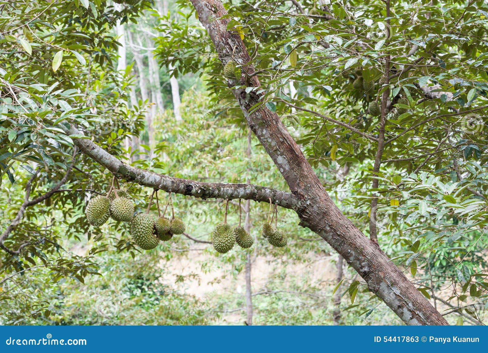 Durian Trees Garden in Phuket Thailand Stock Image - Image of plant ...
