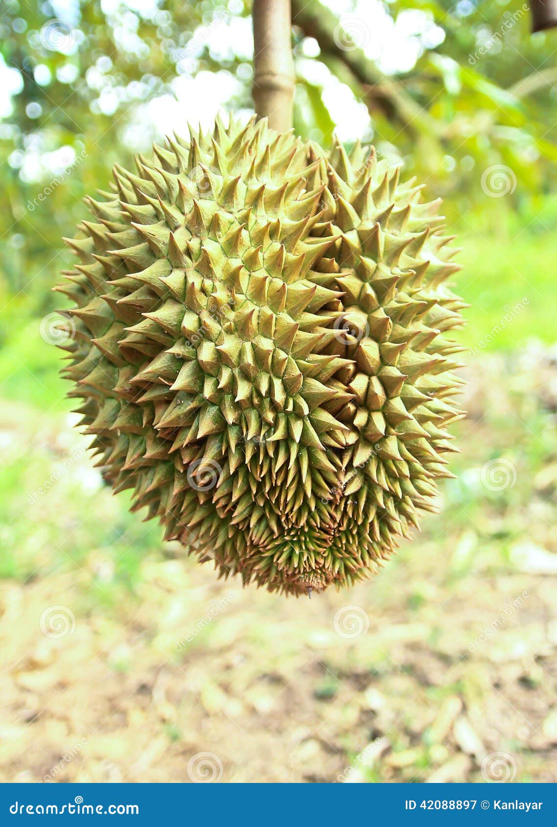 Durian Trees in the Garden of Rayong Stock Image - Image of eating ...