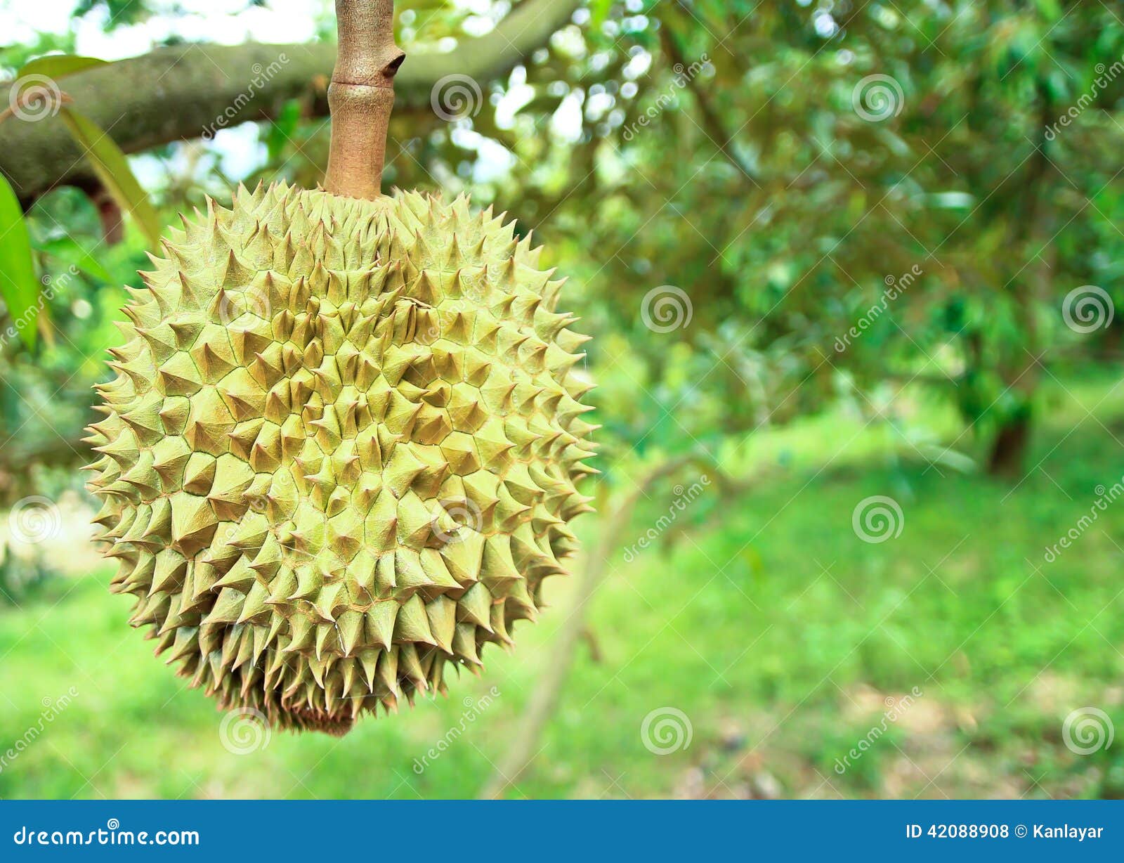 Durian Trees in the Garden of Rayong, Stock Photo - Image of hanging ...