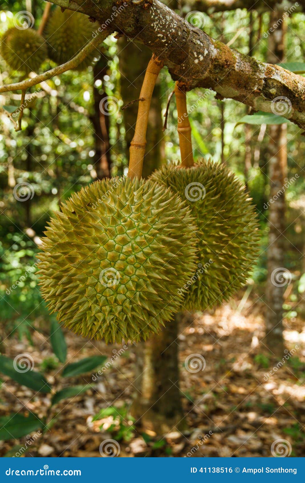 Durian trees in the garden stock photo. Image of pungent - 41138516