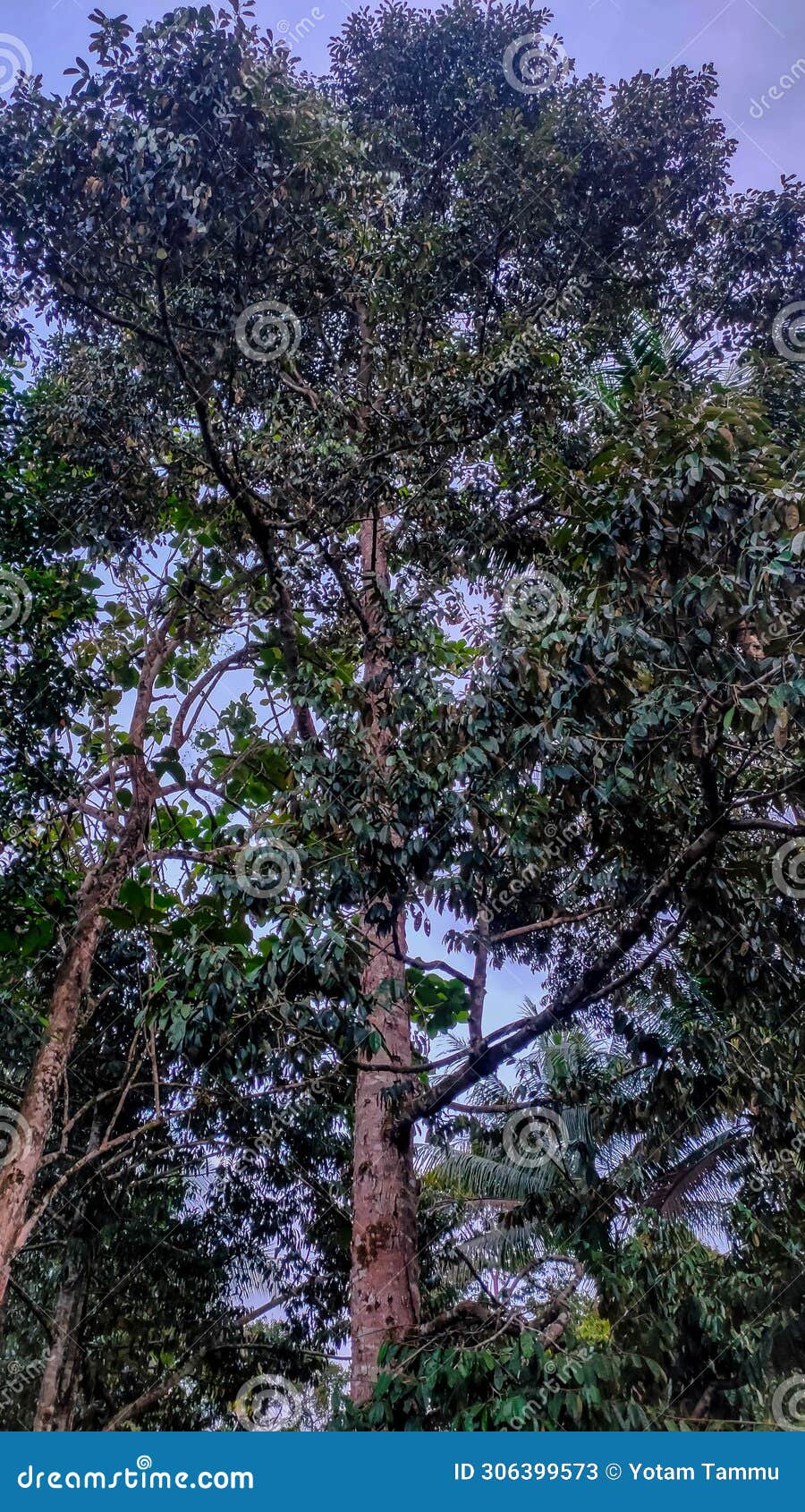 Durian Trees In The Garden Stock Photography | CartoonDealer.com #41138516