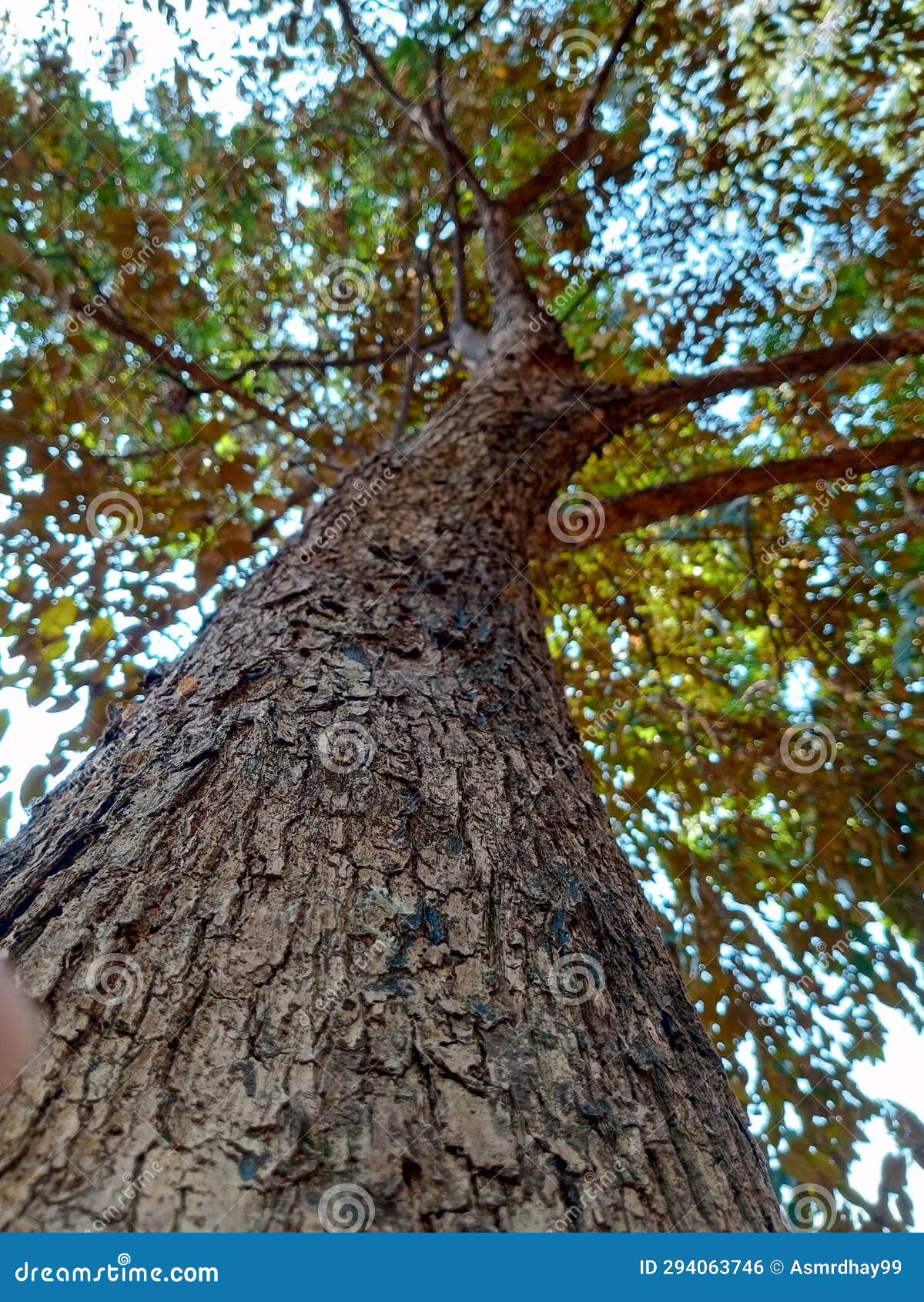 The Durian Trees Its Aging but Still Standar Strong and Looks Green ...