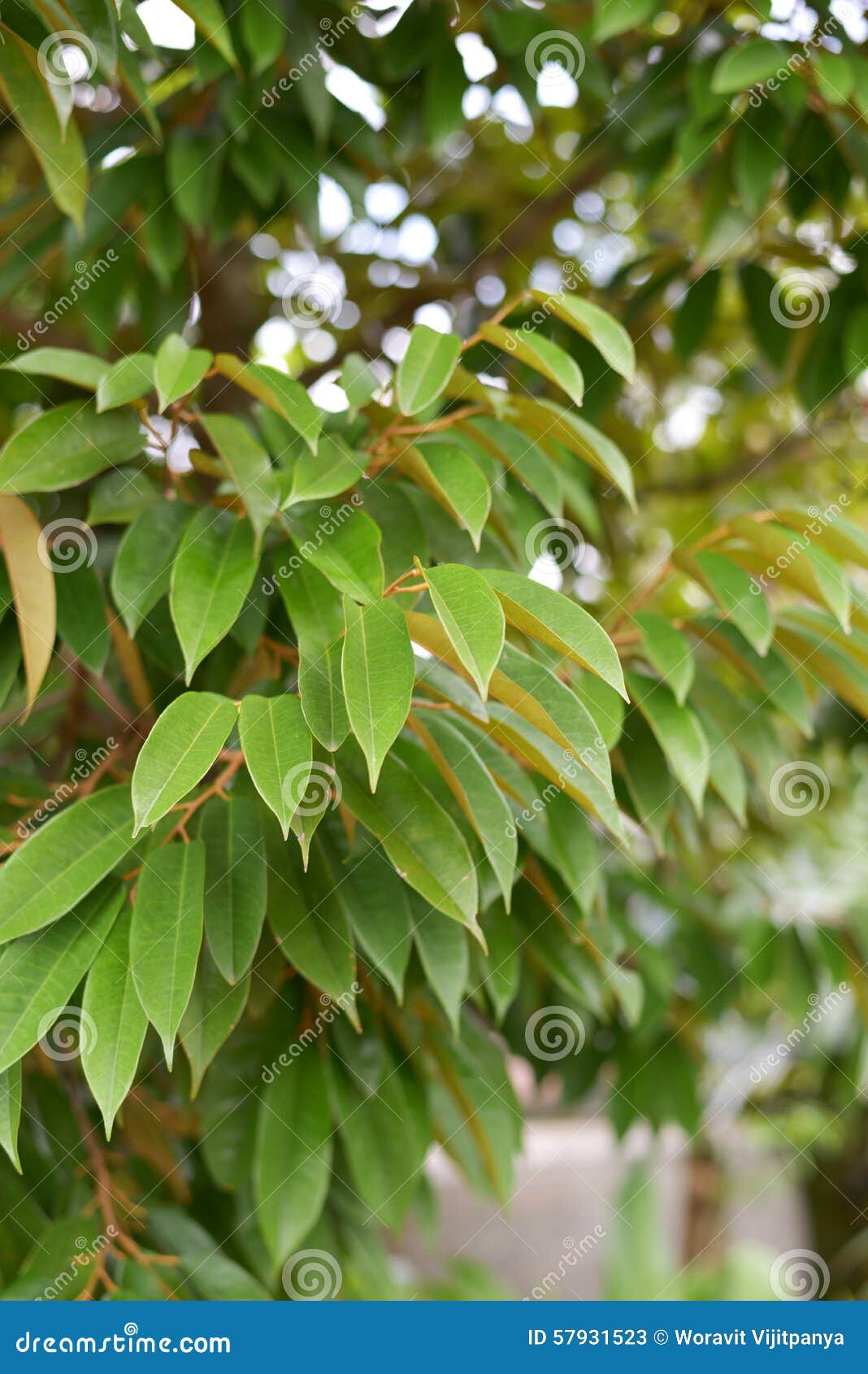Durian trees stock image. Image of garden, tropical, agriculture - 57931523