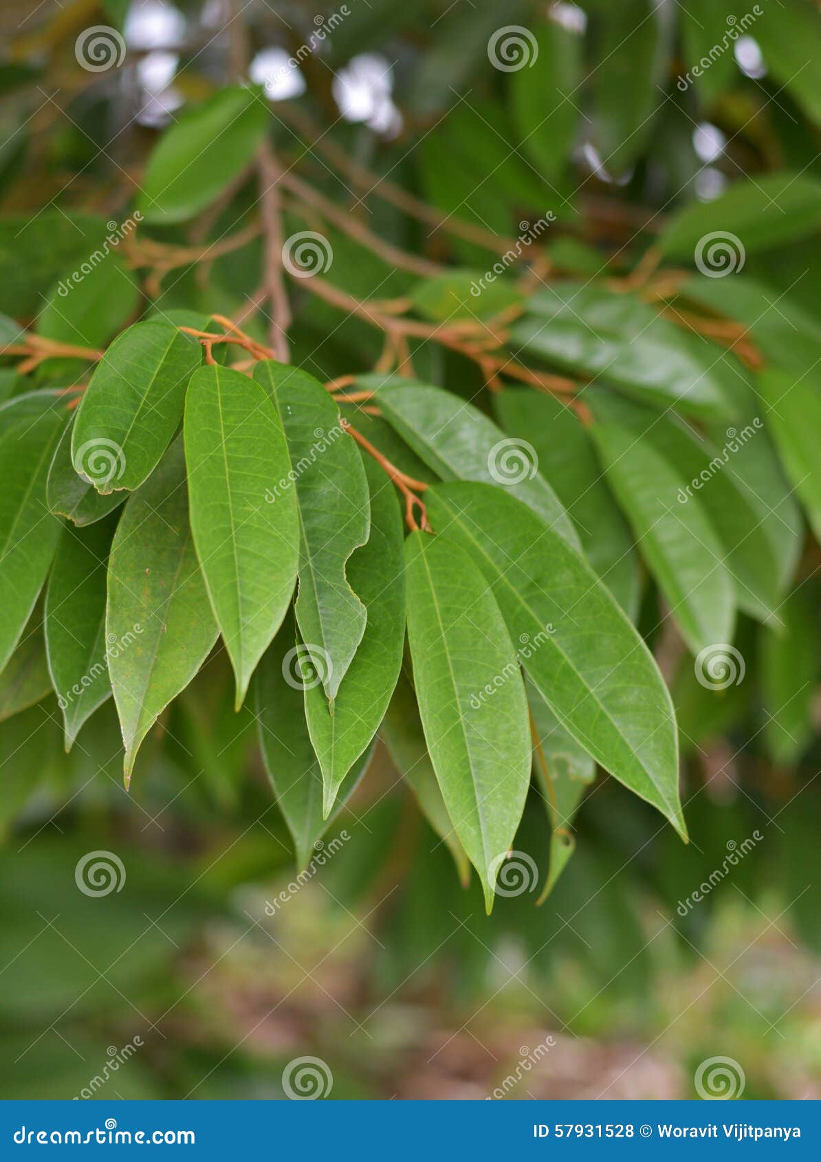 Durian Tree Leaves