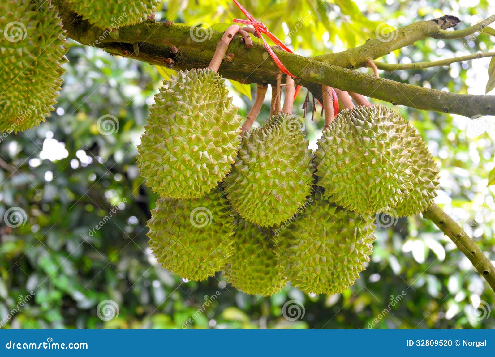 Durian trees stock photo. Image of natural, nature, thorn - 32809520