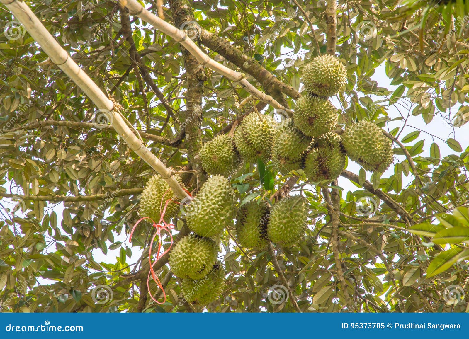 Durian trees stock image. Image of organic, agriculture - 95373705