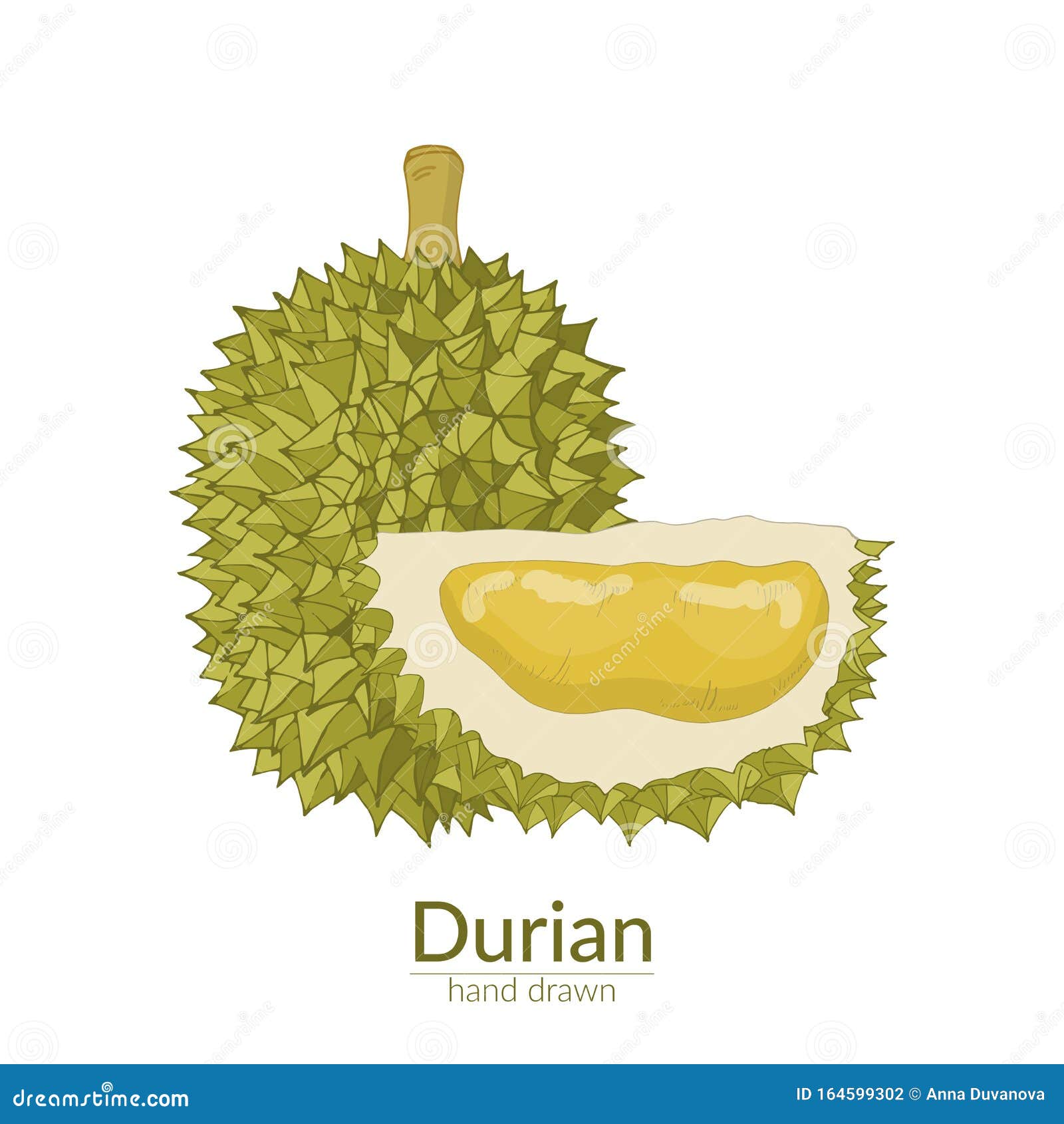 Durian whole and cut stock vector. Illustration of isolated - 164599302