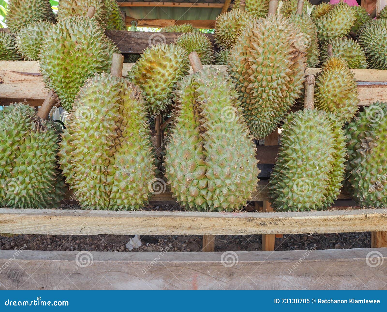 Durian on the wooden floor stock image. Image of rustic - 73130705