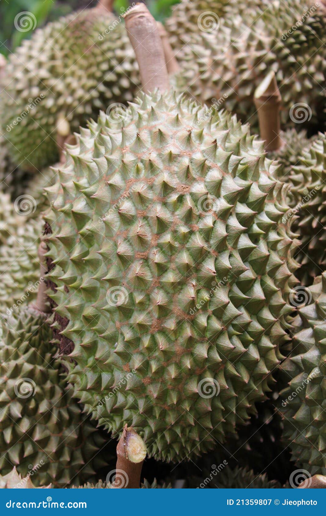 Durians stock image. Image of pierce, durian, forest - 21359807