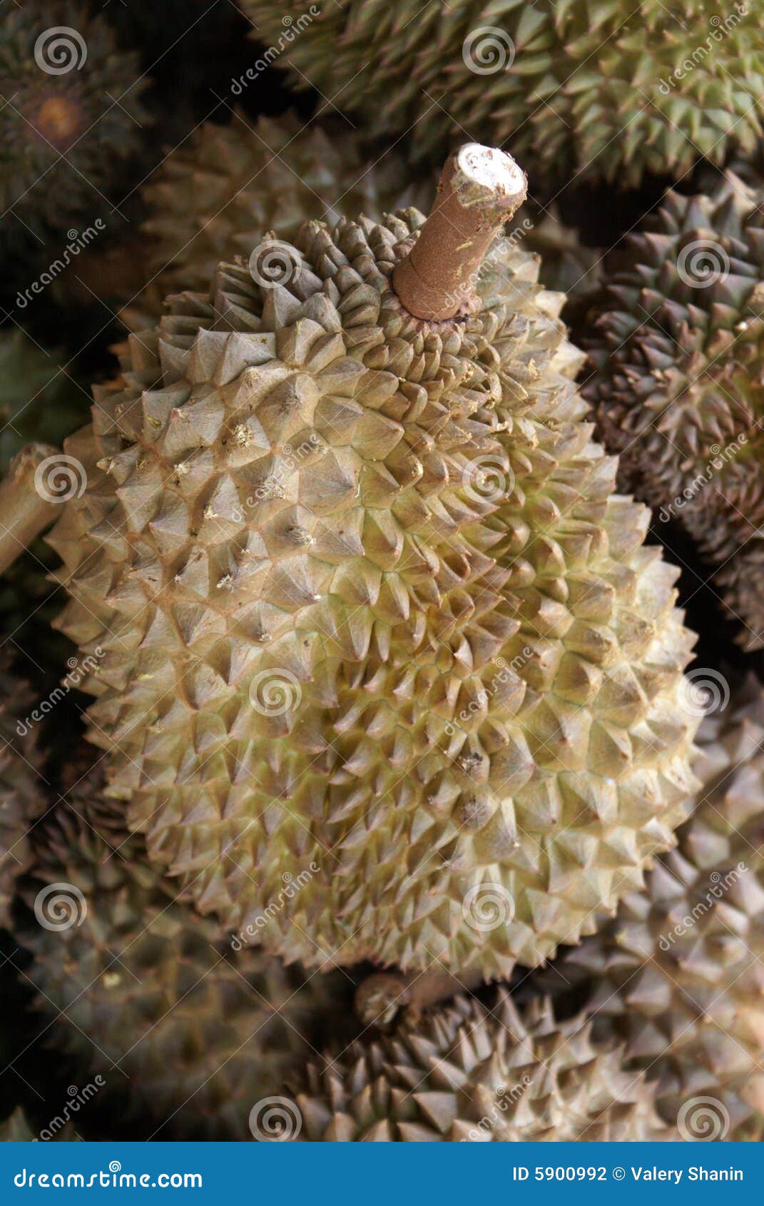 Durians stockfoto. Bild von nave, gesund, zahl, asien - 5900992
