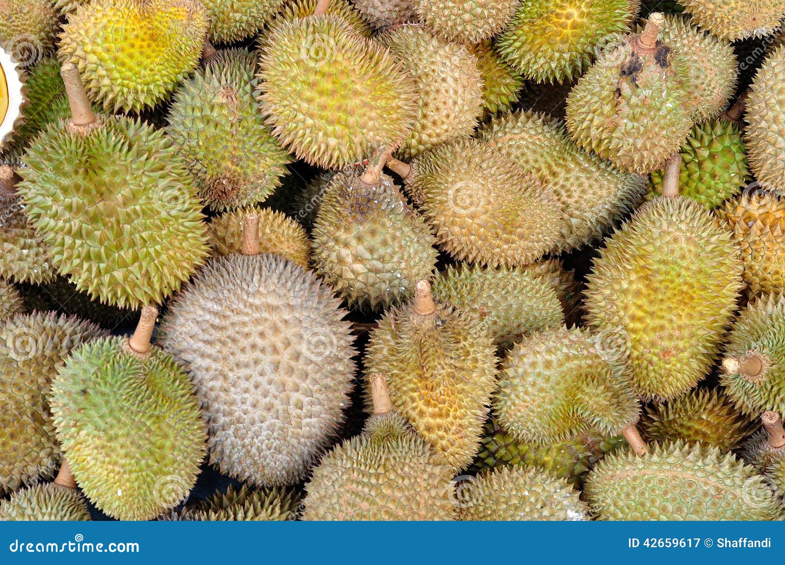 Durians stock image. Image of aphrodisiac, organic, pungent - 42659617