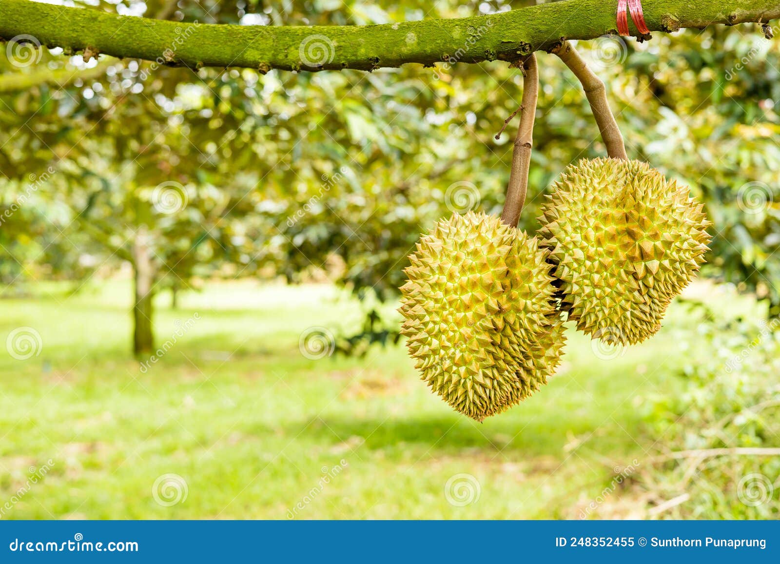 Durians on the Durian Tree in Durian Orchard Stock Image - Image of ...