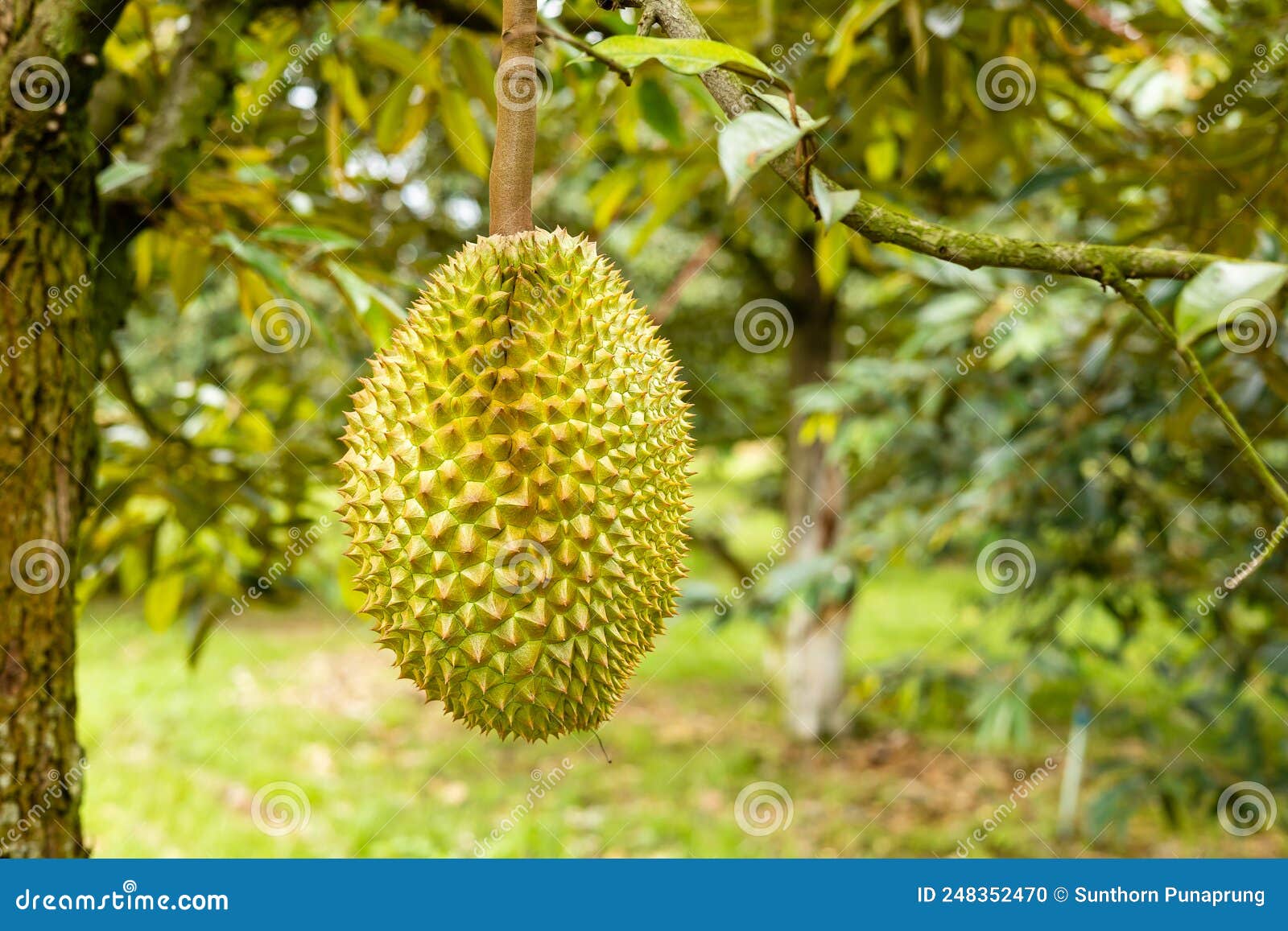 Durian Gardeners with Growing Durian Trees Stock Photo - Image of fruit ...