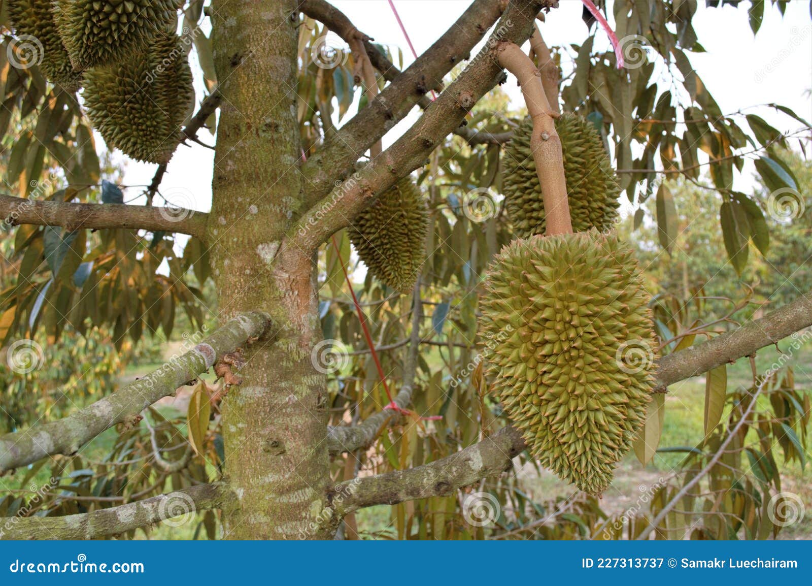 Durians On The Durian Tree In Durian Orchard Royalty-Free Stock ...