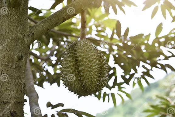 Durians on the Durian Tree in Organic Durian Orchard Stock Photo ...