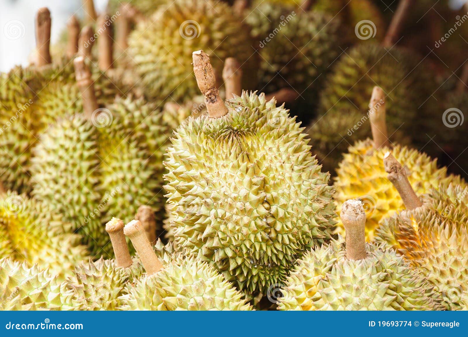 Durians en el mercado foto de archivo. Imagen de cubo - 19693774