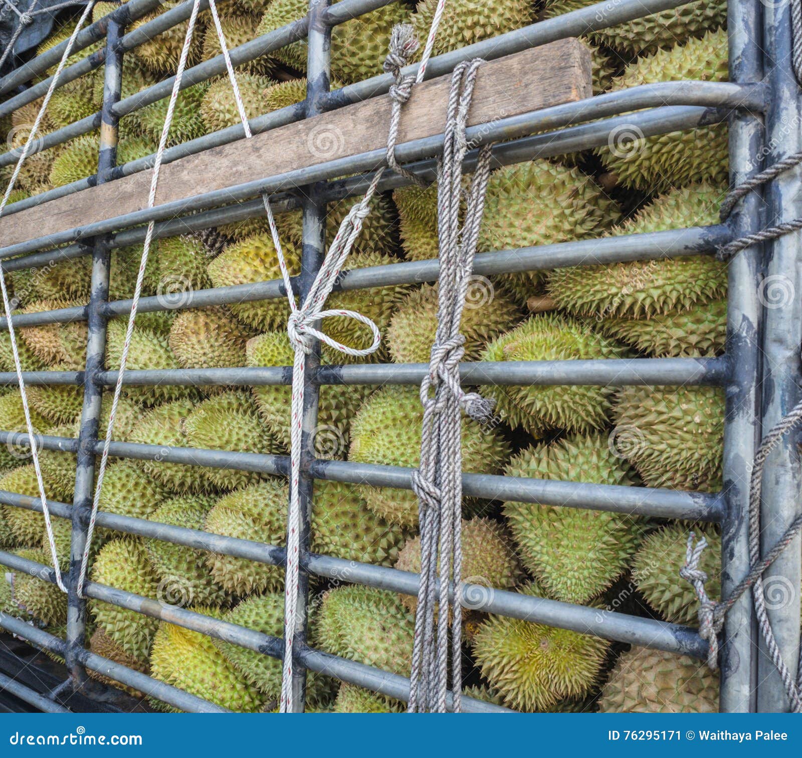 Durians in stock rack. stock image. Image of asia, food - 76295171