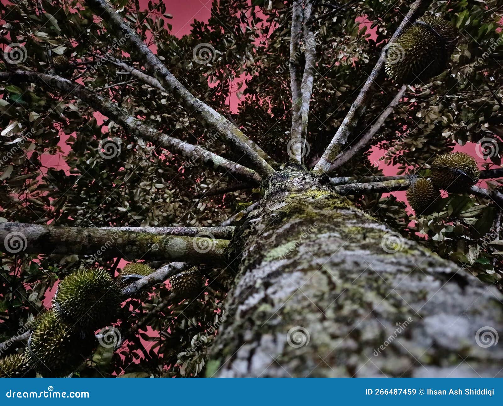 Durians on the Tree stock image. Image of frost, nature - 266487459