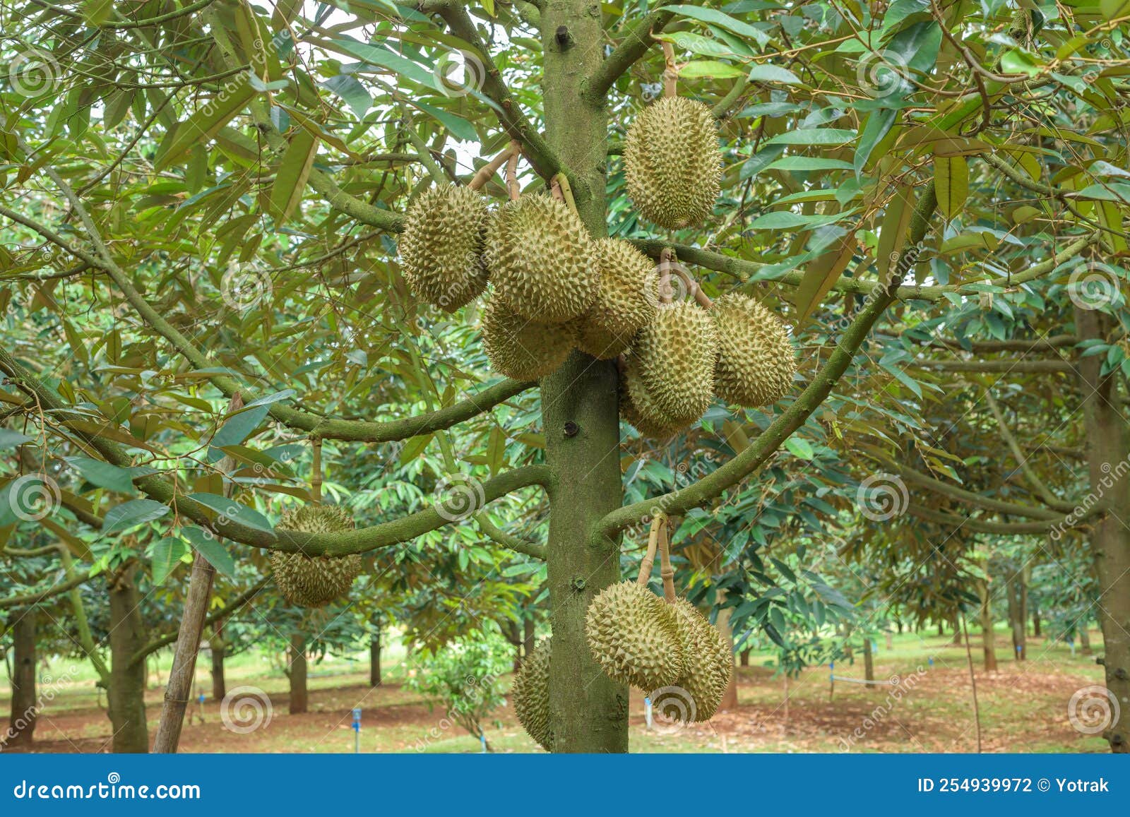 Durians on the tree stock photo. Image of durian, ingredient - 254939972