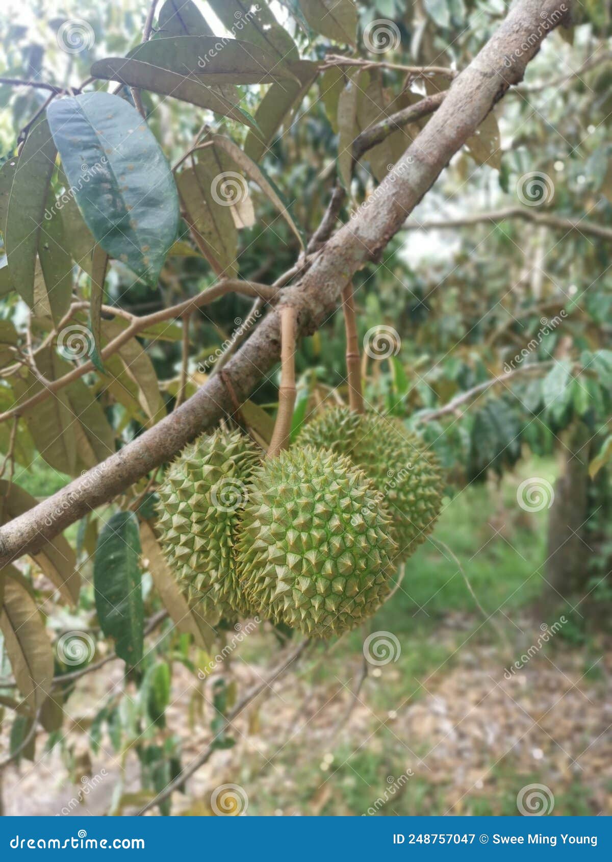 Durio Fruits Hanging on the Tree Branches. Stock Image - Image of ...