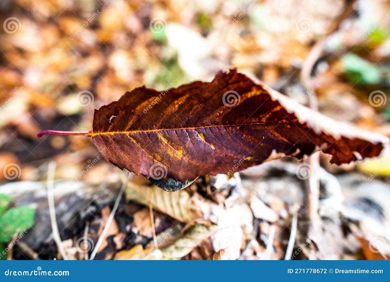 2022 10 23 Durlo Dry Leaf 1 Stock Photo - Image of tree, green: 271778672