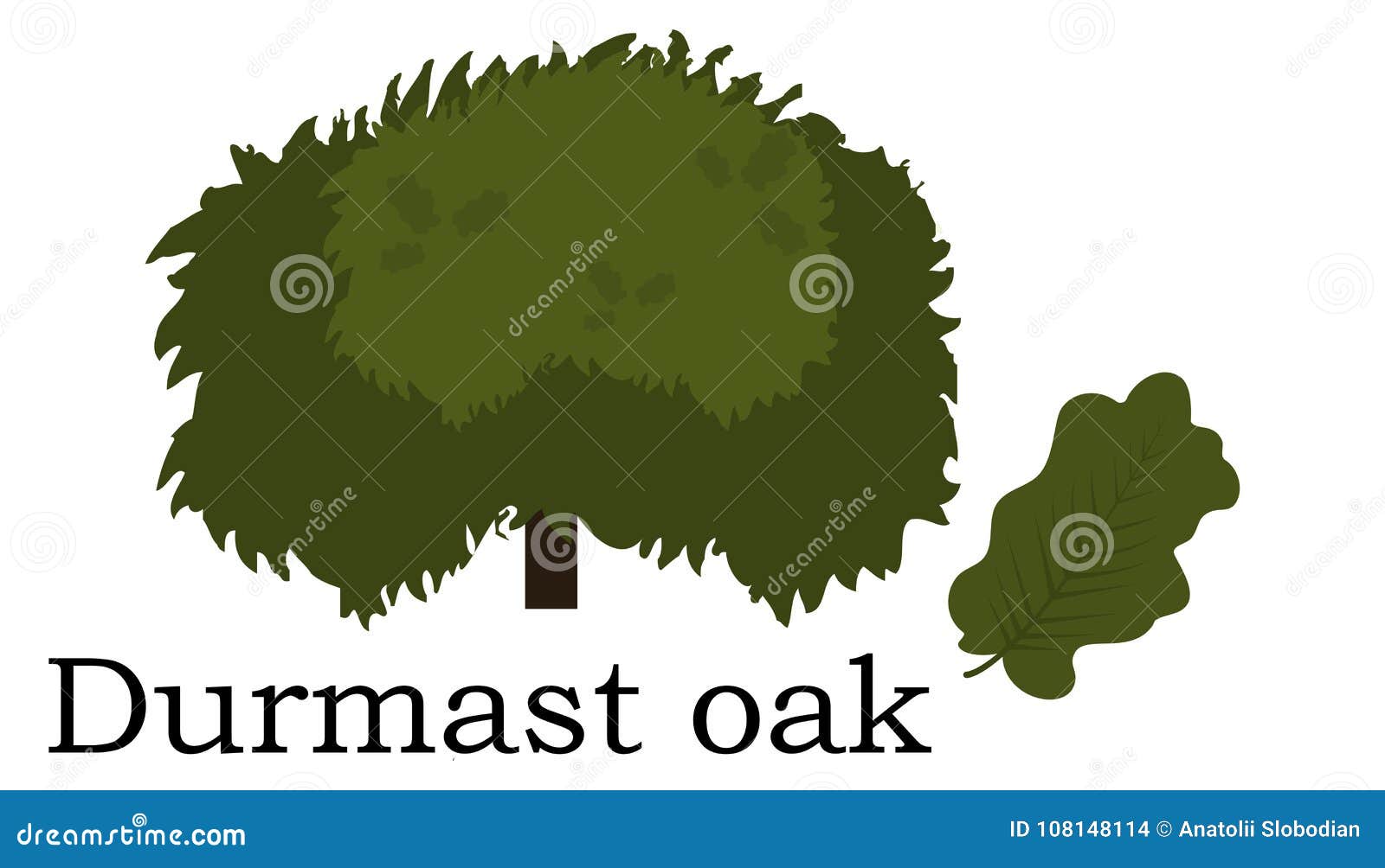 Durmast Oak Trees Vector Element. Vector Green Stock Vector ...